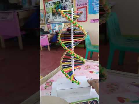 DNA Structure Model by our Grade 10 Students
