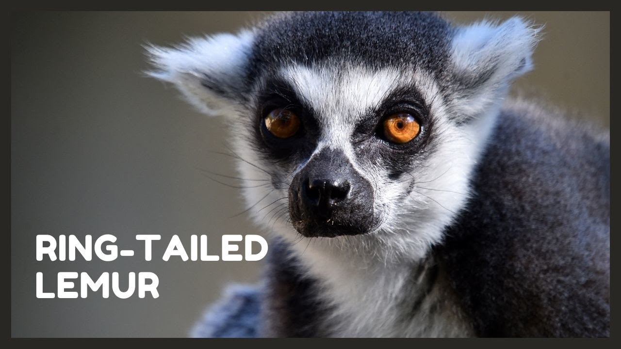 Ring tailed lemur sounds from Madagascar.