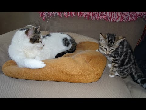 Moo Cat's Feline Finishing School
