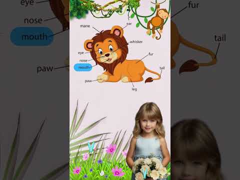 Lion | English Vocabulary | Educational videos