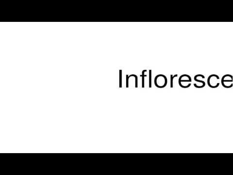 How to pronounce Inflorescence