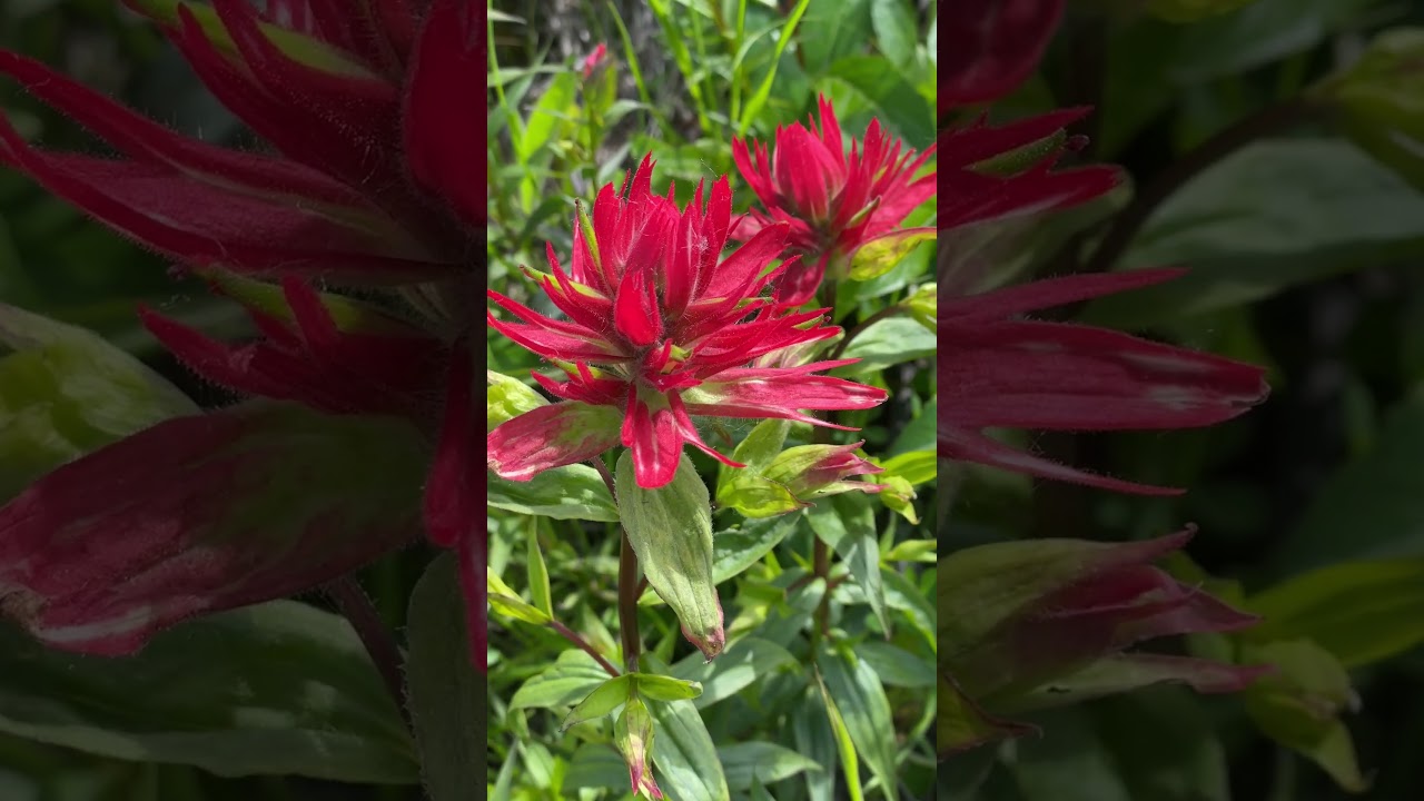 Paintbrush or Prairie Fire - Castilleja | Alpine Biodiversity - Beaty Biodiversity Museum, UBC