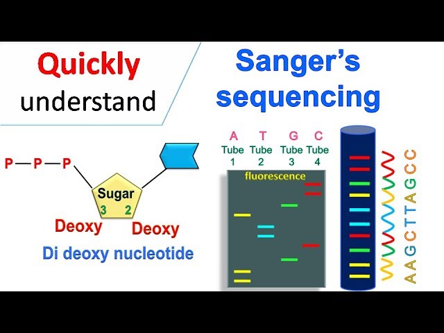 Understanding Sanger Sequencing: From Classical to Modern Techniques ...