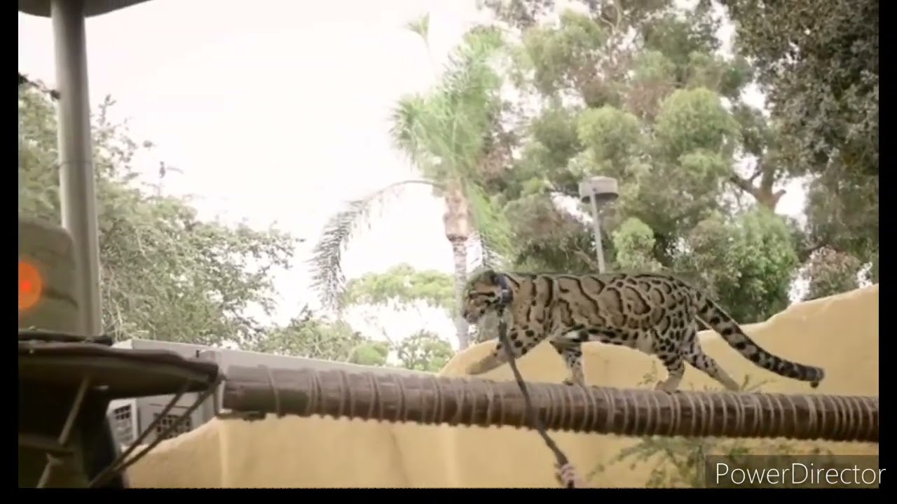 Dariyon as an Adult Clouded Leopard.