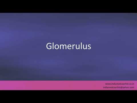 Pronunciation of the word(s) "Glomerulus".
