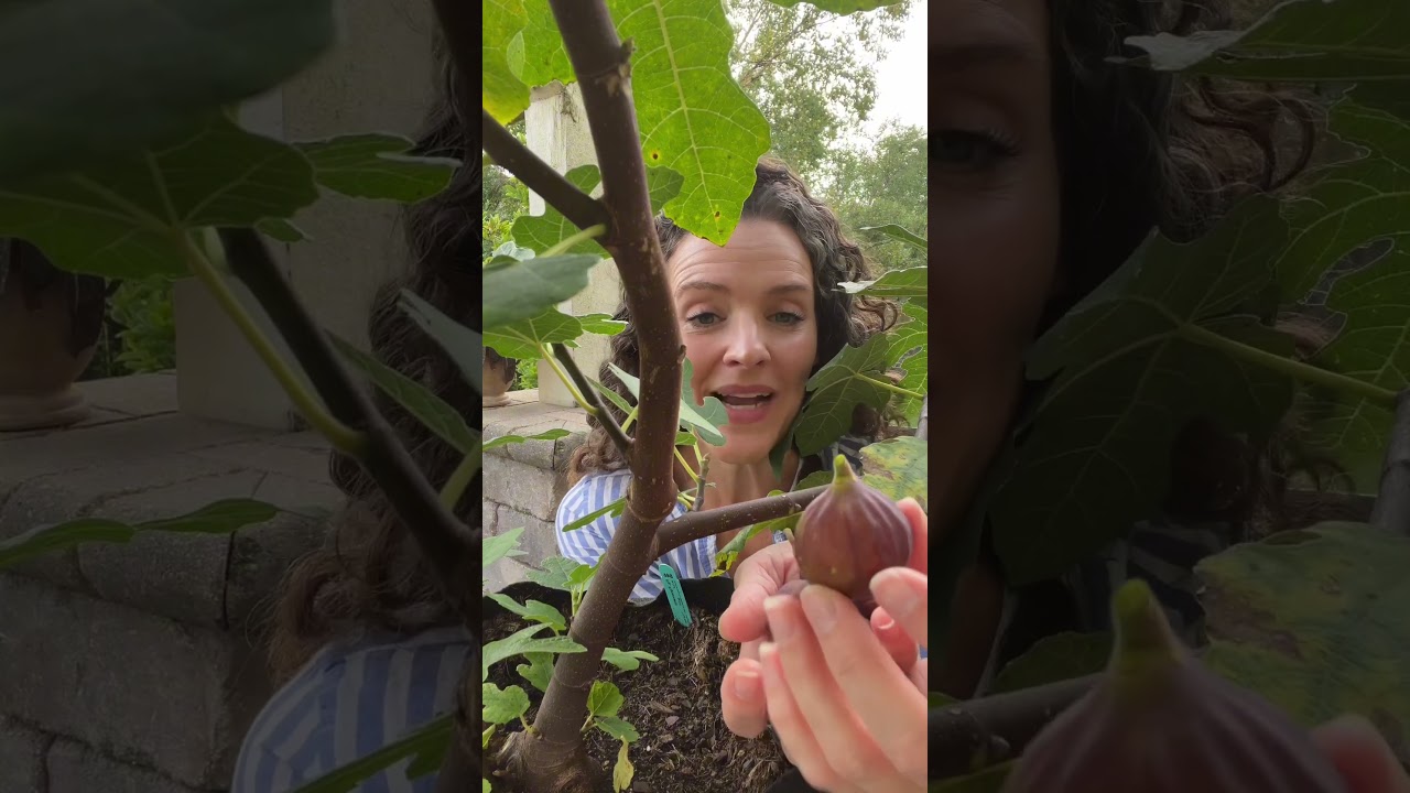 Fignominal Fig for Small Spaces #fignominalfig #figs