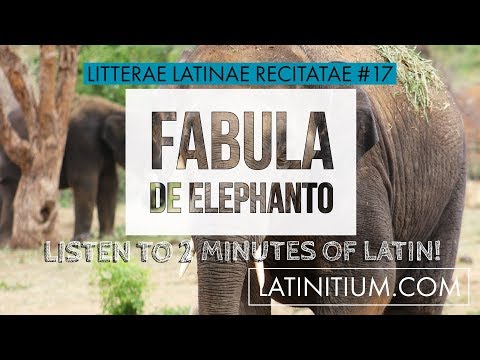 The story about the shrewd elephant | Latin Texts 17 | Learn Latin | #42