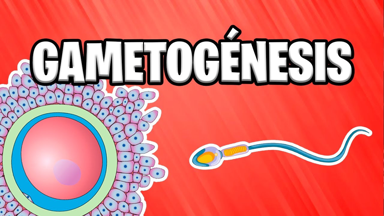 ✅ GAMETOGÉNESIS ¿Como se forman las gametas?  | EMBRIOLOGÍA 📚
