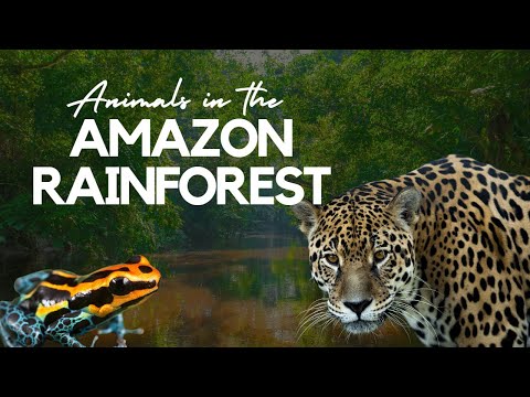Enchanting World of Rare and Endangered Animals in the #Amazon Rainforest‼️