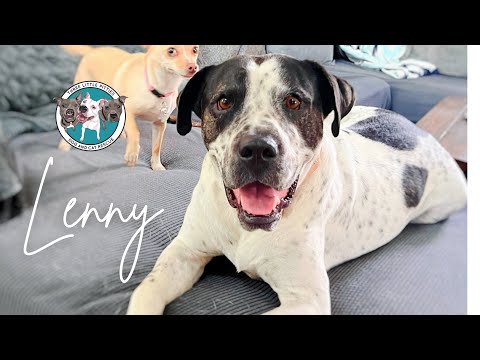 Dog for adoption - Lenny Ark is SO Lovable, an English Pointer & American Staffordshire Terrier ...