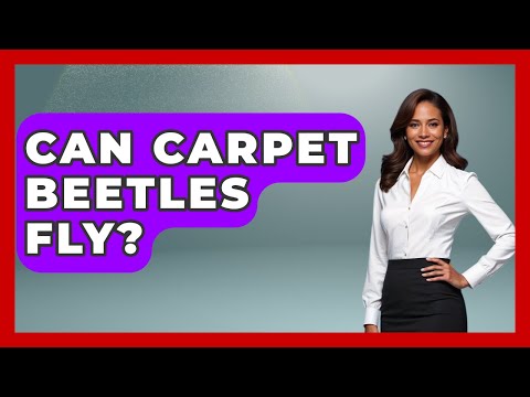 Can Carpet Beetles Fly? - Insects and Invaders