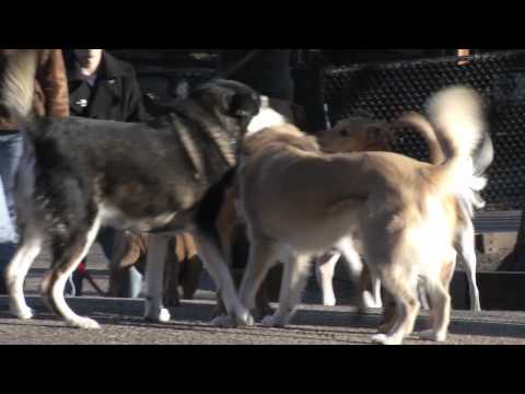 Dog Registration