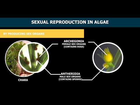 Algae: Asexual and Sexual Reproduction Video Lecture - Biology for Grade 11