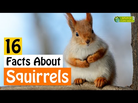 16 Facts About Squirrels - Learn All About Squirrels - Animals for Kids - Educational Video