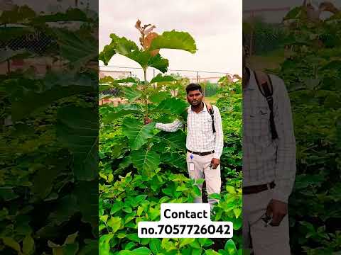 Mahogany Wood - Mahogany Tree Latest Price, Manufacturers & Suppliers