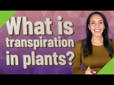 What is transpiration in plants?