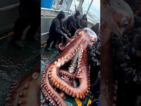 Giant Sea Monsters Caught by Fishermen! 🐙🎣#GiantSeaCreatures #FishingDiscoveries #OceanMysteries