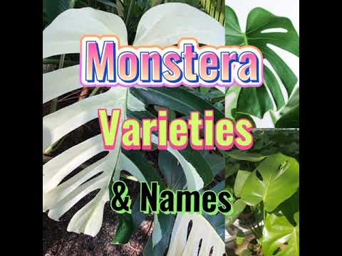 Monstera Varieties & Names