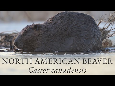 North American Beaver (Mammalia / Rodentia / Castoridae / Castor canadensis)