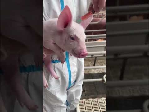 Male Piglet Castration, Boar Taint Prevention 👀