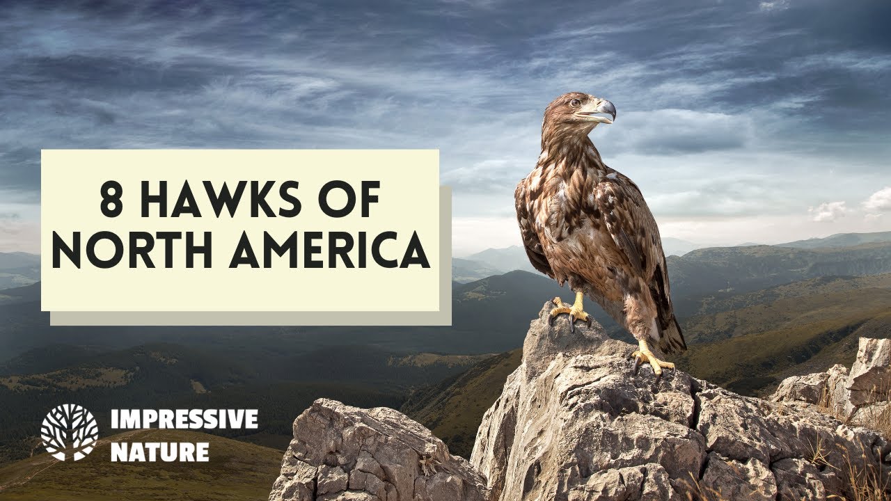 Discover 8 Amazing Hawks of North America 🦅