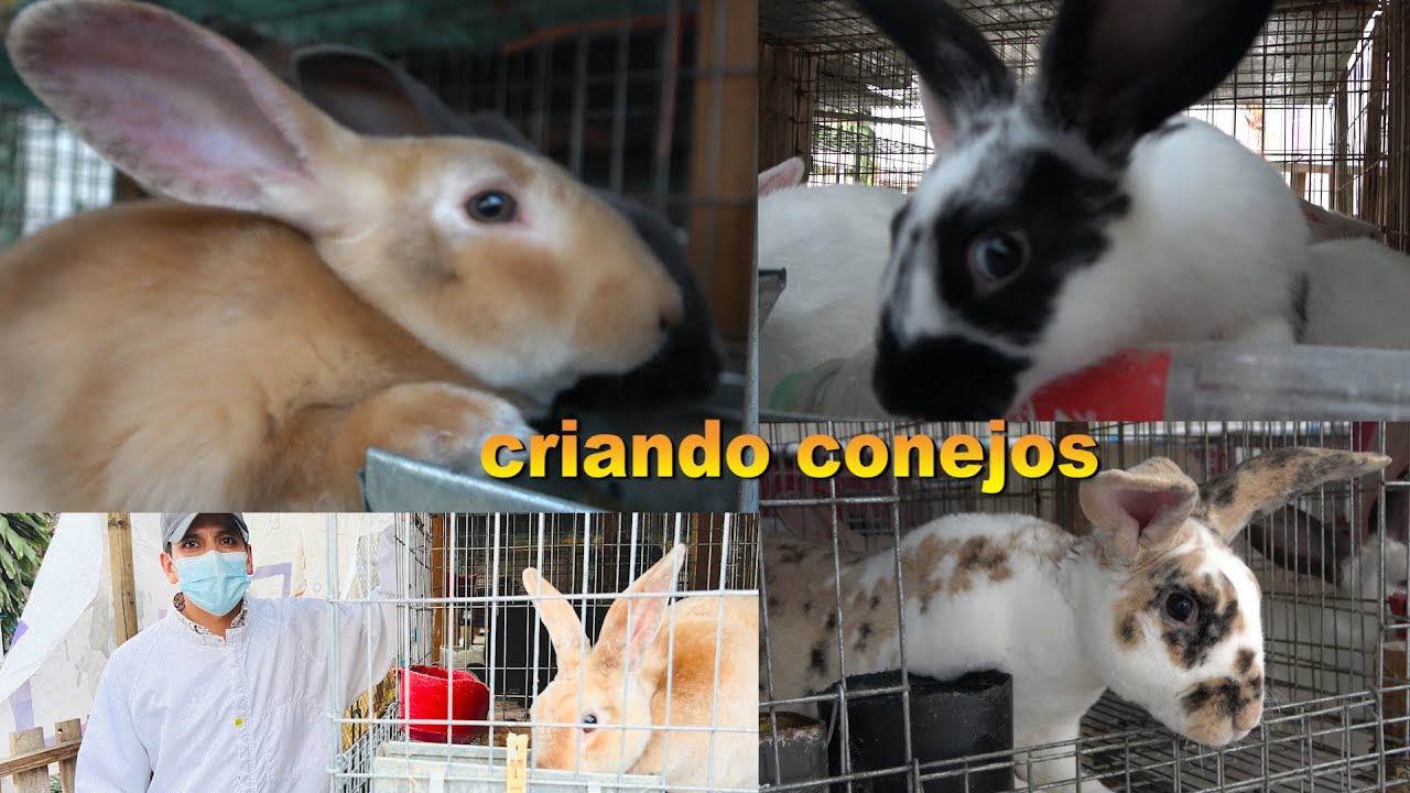 Criar Conejos De Manera Muy Fácil | 6 Hembras un Macho Para Iniciar