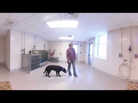Guiding Eyes for the Blind Tour