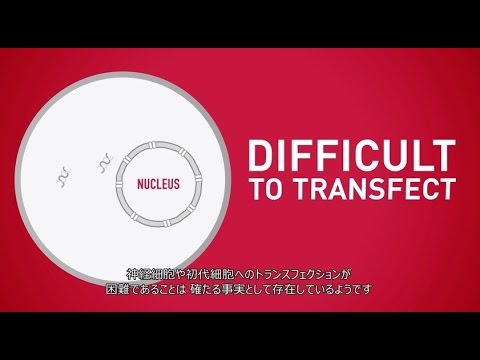 Lipofectamine® MessengerMAX™ mRNA Transfection Reagent 日本語字幕付