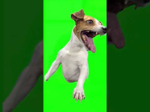 π₯πTrending Funny Dog Memes #funnydog #greenscreems