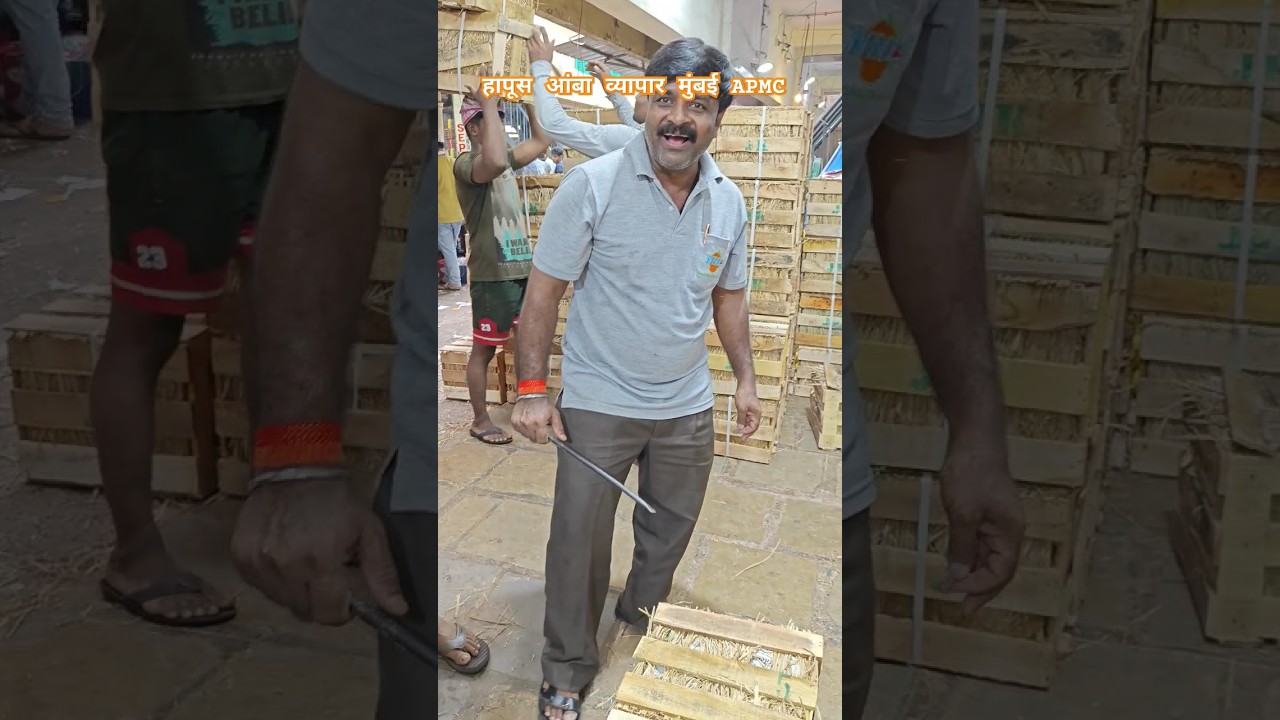 Alphonso Mango Trading In Mumbai APMC. Call 7304505554 For Order. #alphonsomango #apmc