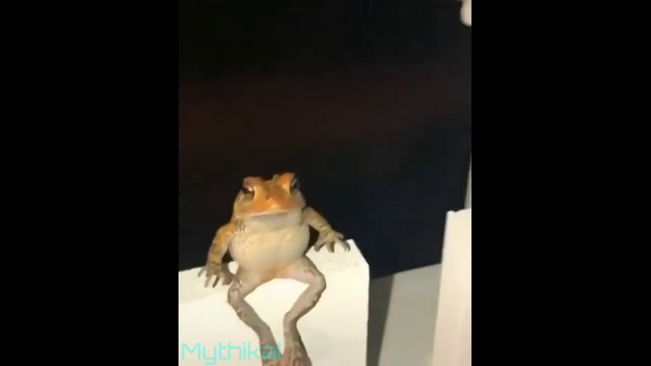 Phrog 2 : The Flip
