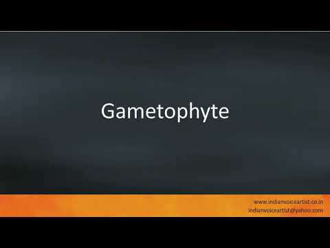 Pronunciation of the word(s) "Gametophyte".