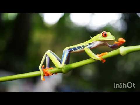 Frogs: Anatomy, Life Cycle, and Ecological Importance β A Zoological Study"