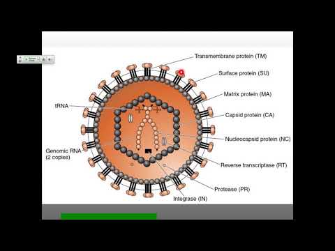 Vir S19 Lecture 22 Retro