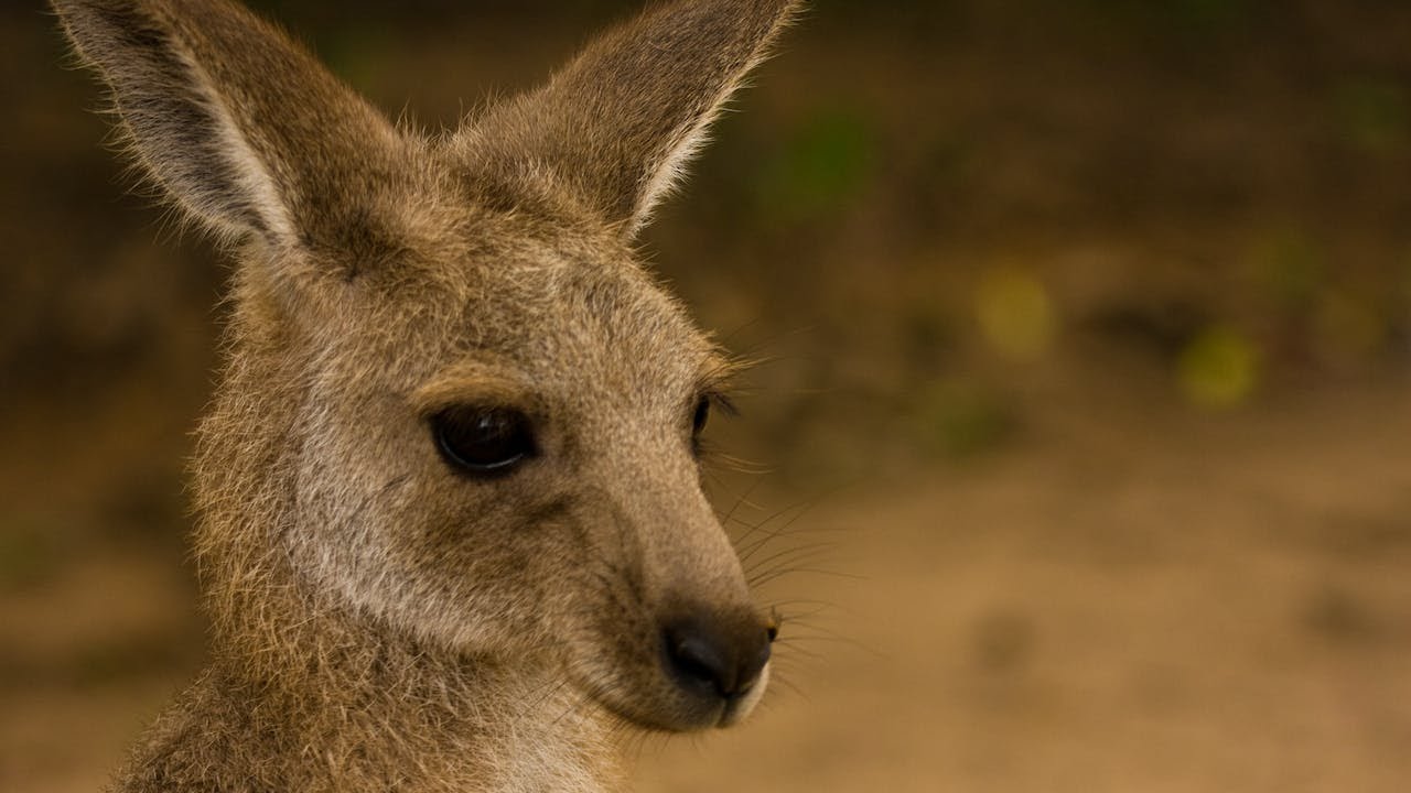 175+ Best Kangaroo Names & Their Meanings🦘✨