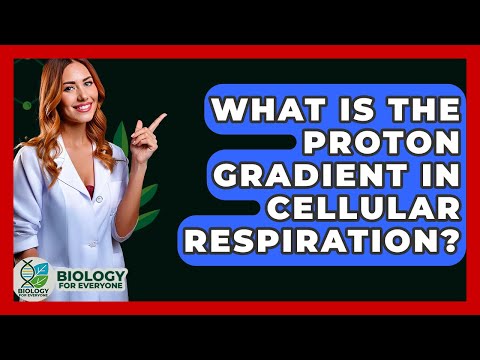 What Is The Proton Gradient In Cellular Respiration? - Biology For Everyone