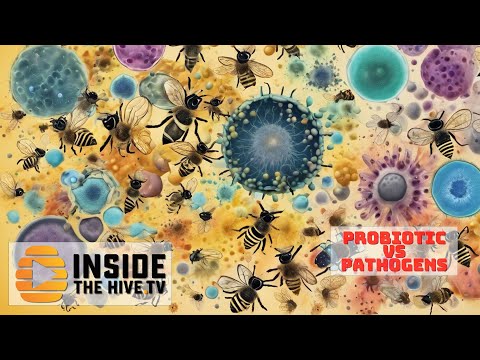 How BACTERIA could help HONEY BEE fight powerfull PATHOGENS