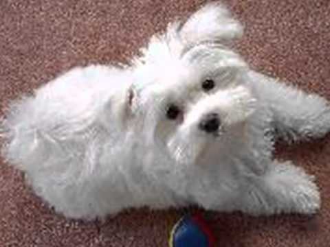 What should i name my girl dog?