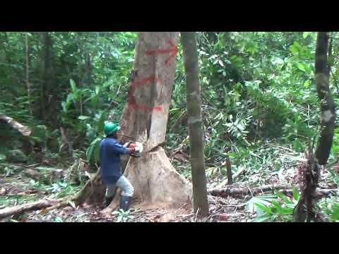 Selective Cutting/Felling Video 3