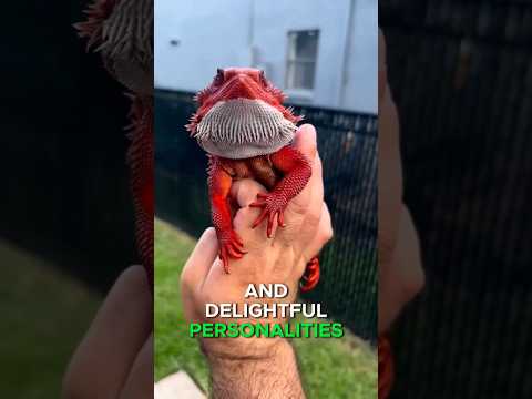 The Cozy World of Bearded Dragons