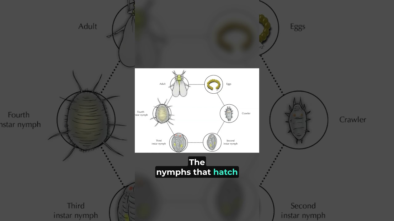 Know your pest   Whiteflies!