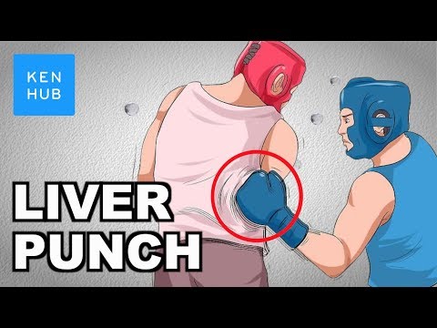 Why can't your body handle a punch to the liver? - Human Anatomy | Kenhub