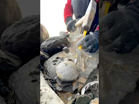 We were lucky enough to find this tasty cephalopod fossil after a storm! ποΈ π€©
