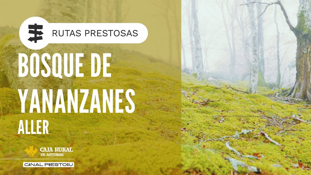 Prestosu Canal | Prestosu Routes: Route in the Yananzanes Forest, in Aller