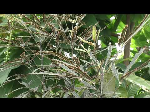 ディジゴテカ・エレガンティッシマ ‘ã‚ャスター’:Dizygotheca elegantissima ‘Caster’