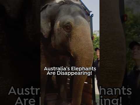 Australia's Elephants are Disappearing 😱 #Australia #Elephants #Zoos #wildlife #conservation