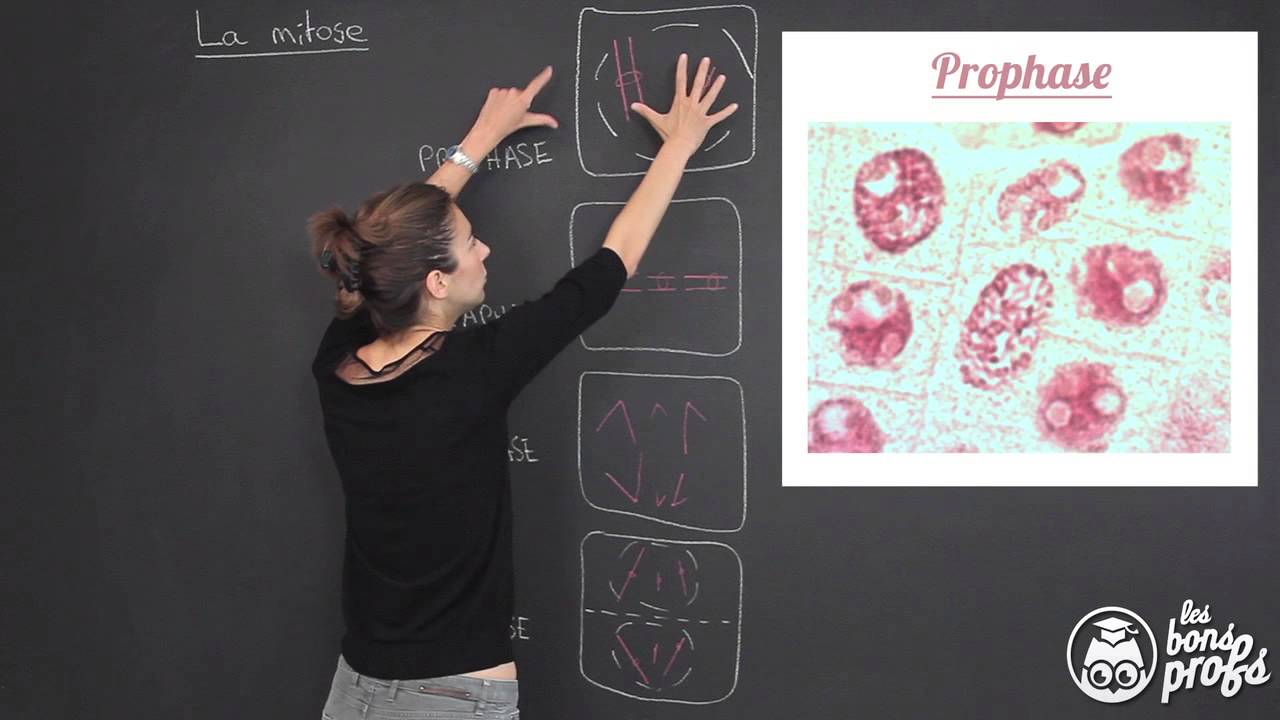 Mitosis - SVT - 1st - Les Bons Profs