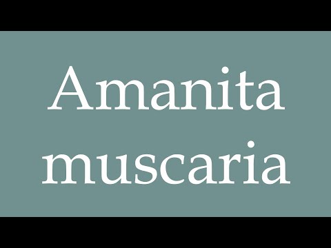 How to Pronounce ''Amanita muscaria'' Correctly in French