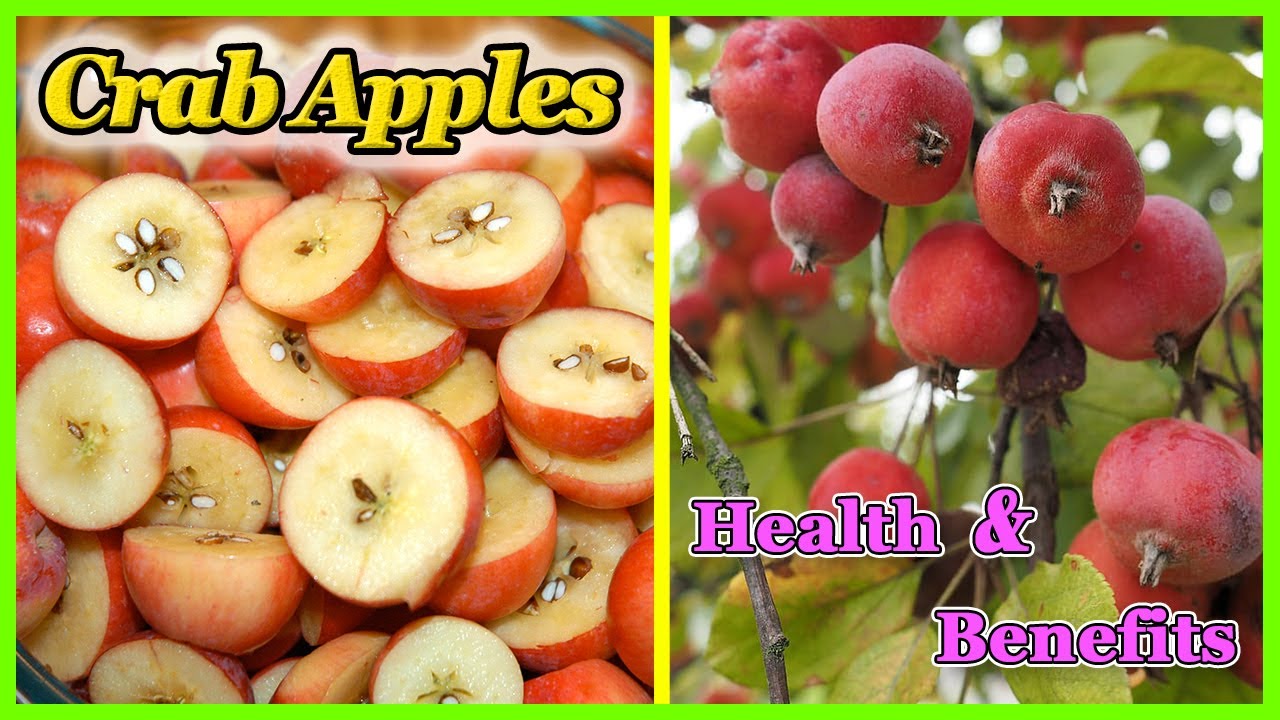 Unbelieving Benefits of Crab Apple Fruits | Health Benefits | Fruit Journey