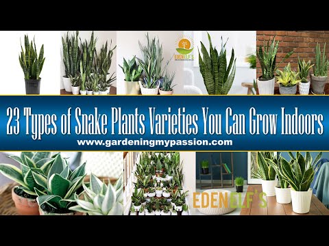 Snake Plant (Sansevieria ) 14 Varieties- Types | Care | Growing Tips.